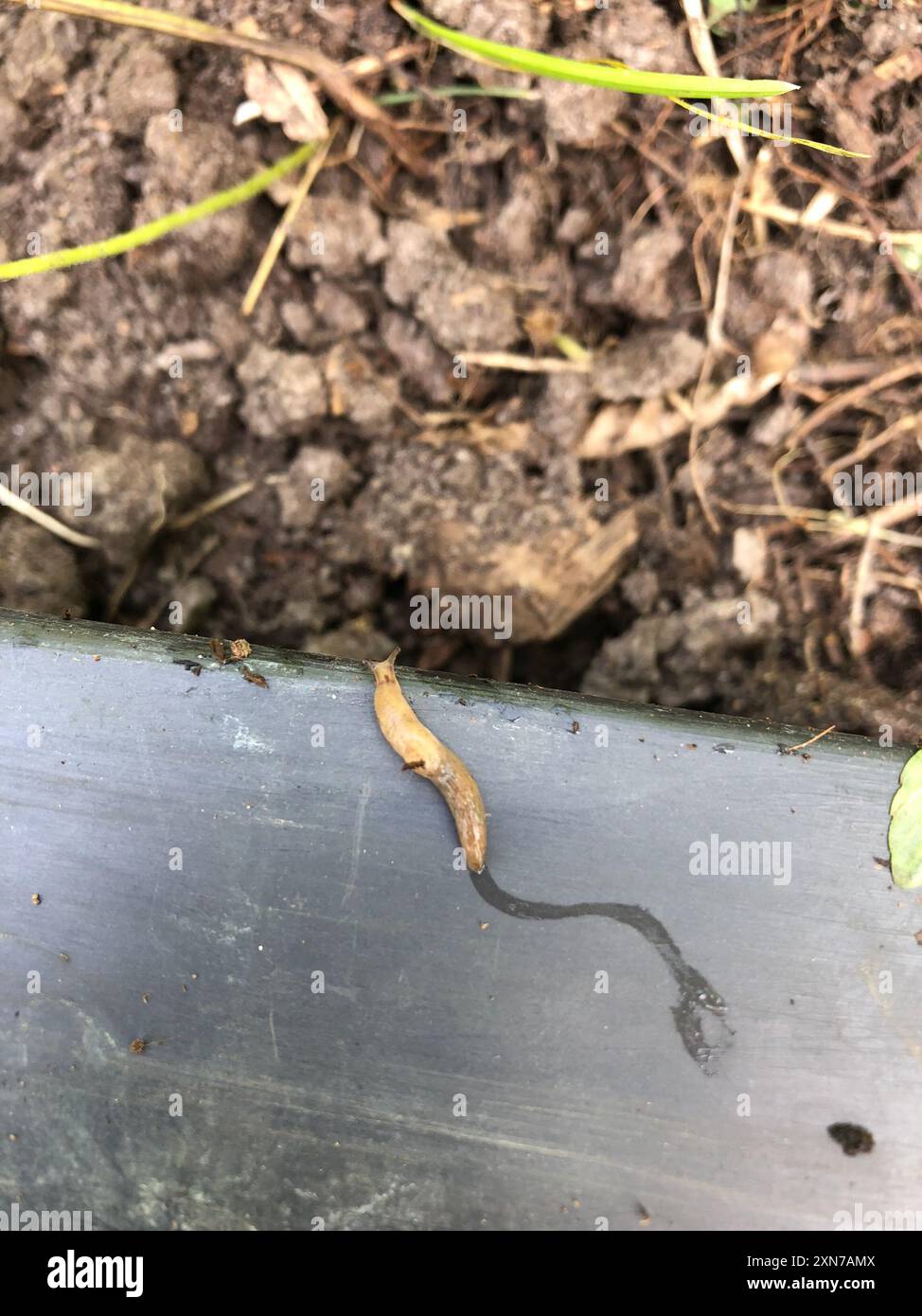 Smooth Land Slugs (Deroceras) Mollusca Stock Photo - Alamy