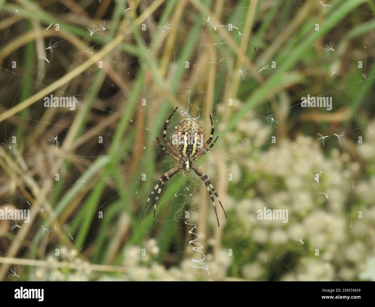 Wasp Spider (Argiope bruennichi) Arachnida Stock Photo - Alamy