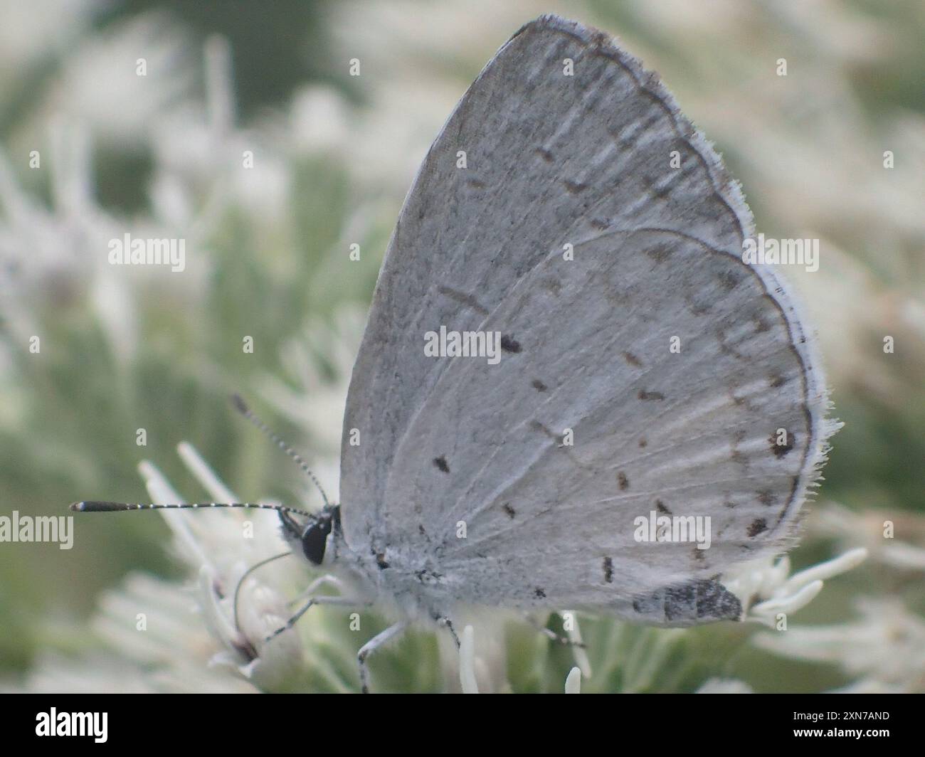 Summer Azure (Celastrina neglecta) Insecta Stock Photo - Alamy