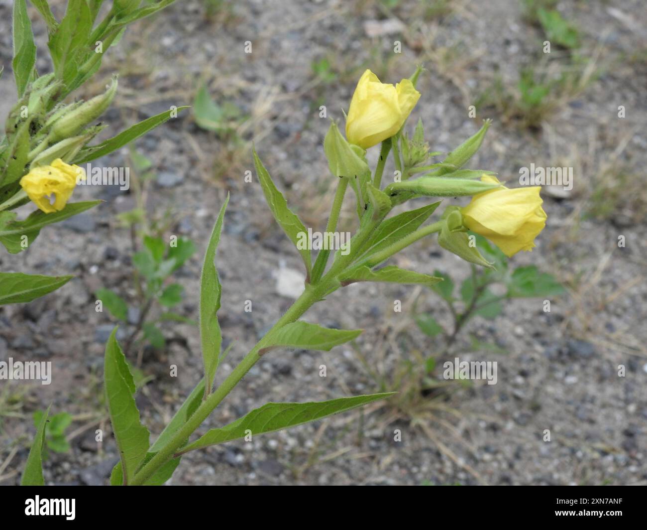 common evening-primrose (Oenothera biennis) Plantae Stock Photo - Alamy