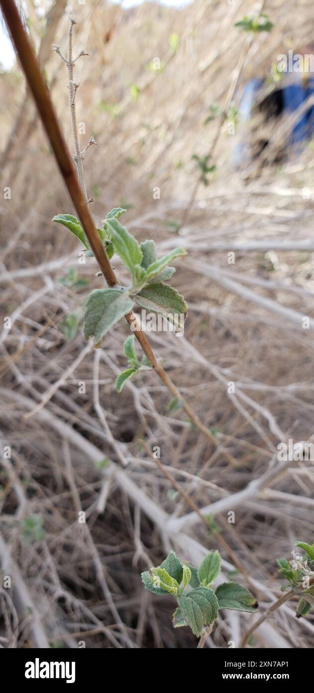 desert lavender (Condea emoryi) Plantae Stock Photo - Alamy
