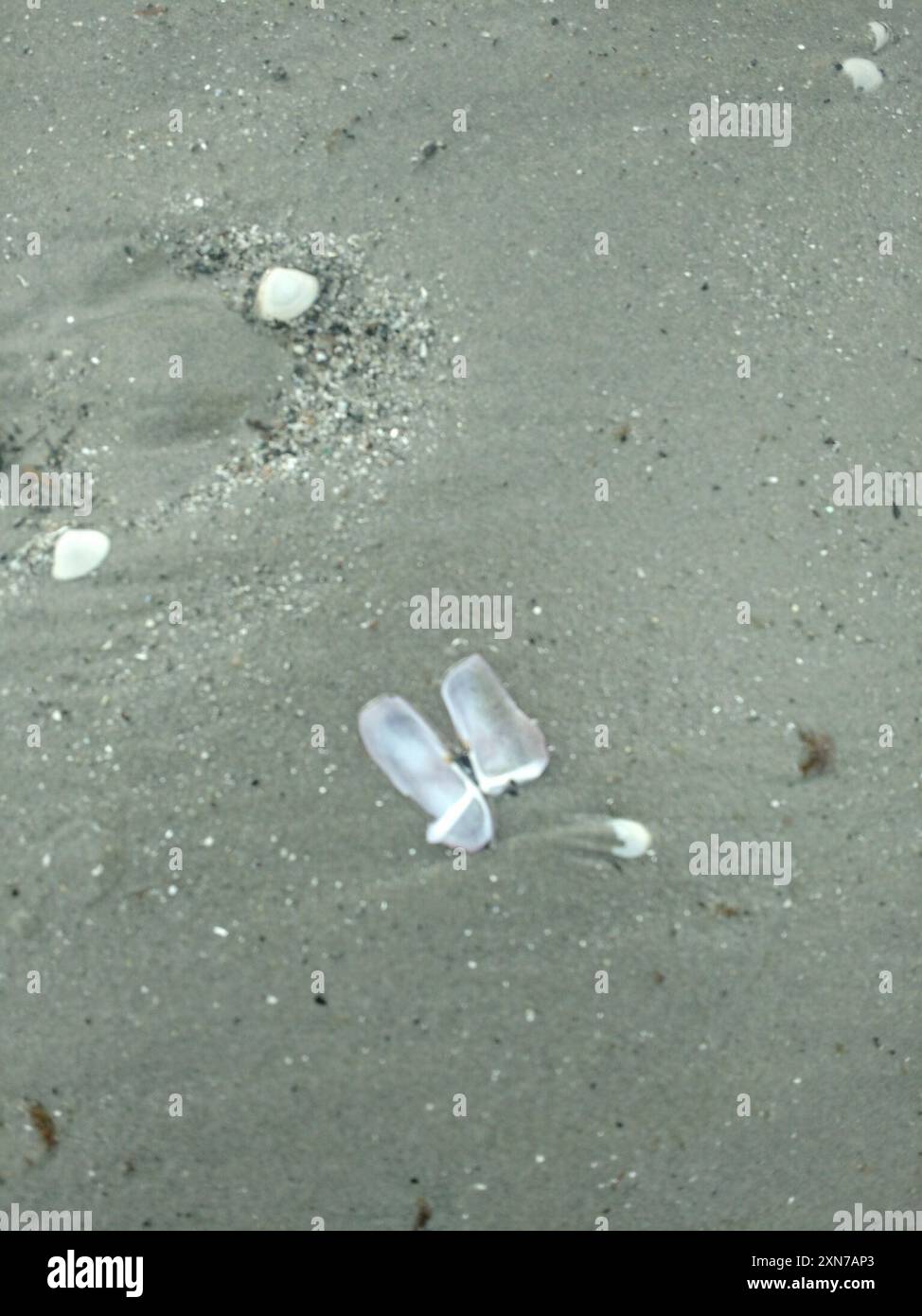 Atlantic Razor (Siliqua costata) Mollusca Stock Photo - Alamy