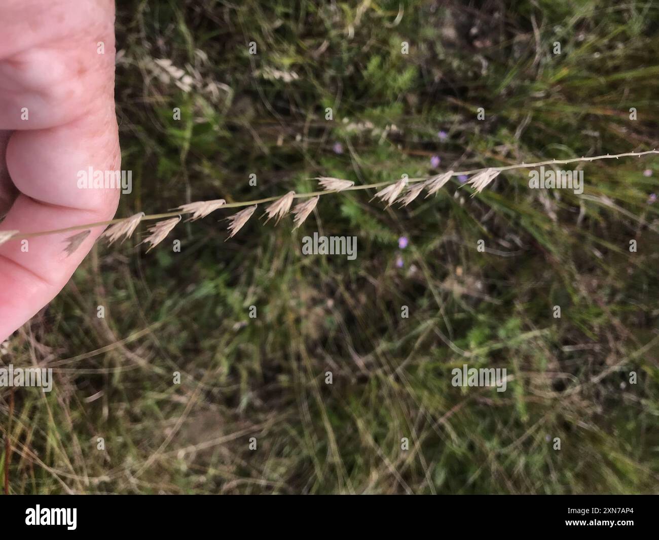 Sideoats Grama (Bouteloua curtipendula) Plantae Stock Photo - Alamy