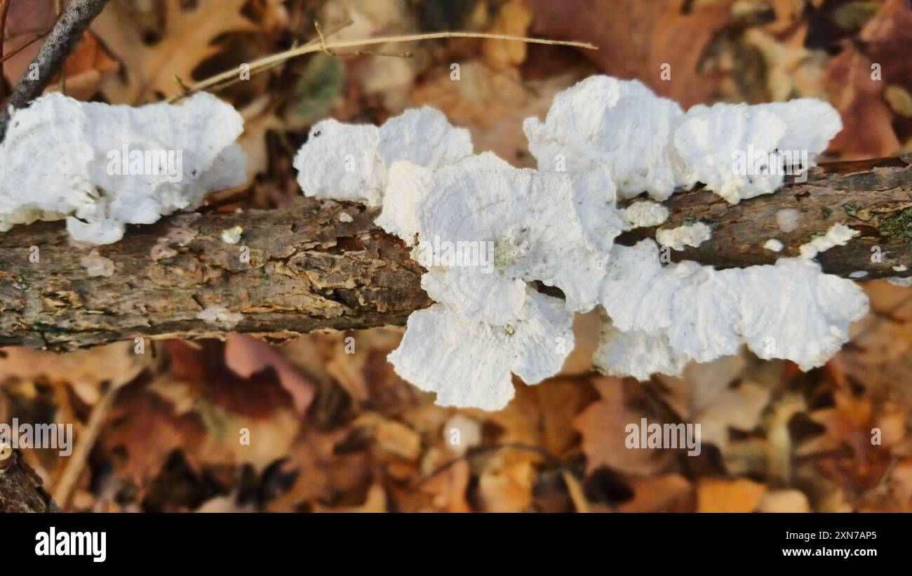 little nest polypore (Trametes conchifer) Fungi Stock Photo - Alamy