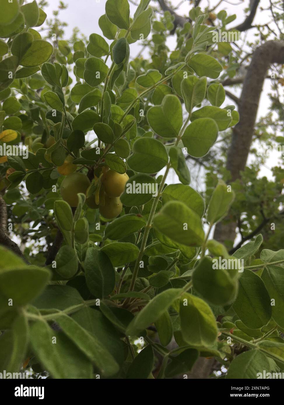 Cyrtocarpa edulis hi-res stock photography and images - Alamy