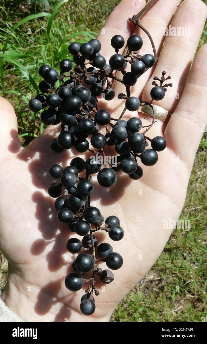 frost grape (Vitis vulpina) Plantae Stock Photo - Alamy