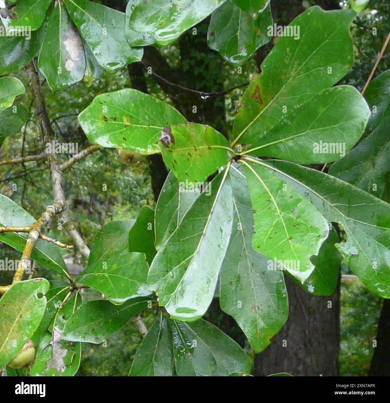 water oak (Quercus nigra) Plantae Stock Photo - Alamy