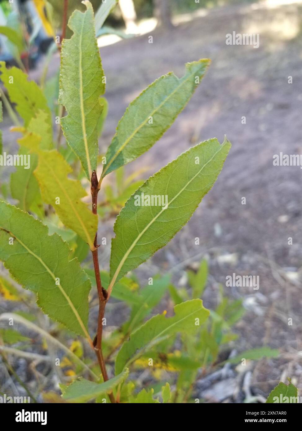 red willow (Salix laevigata) Plantae Stock Photo - Alamy
