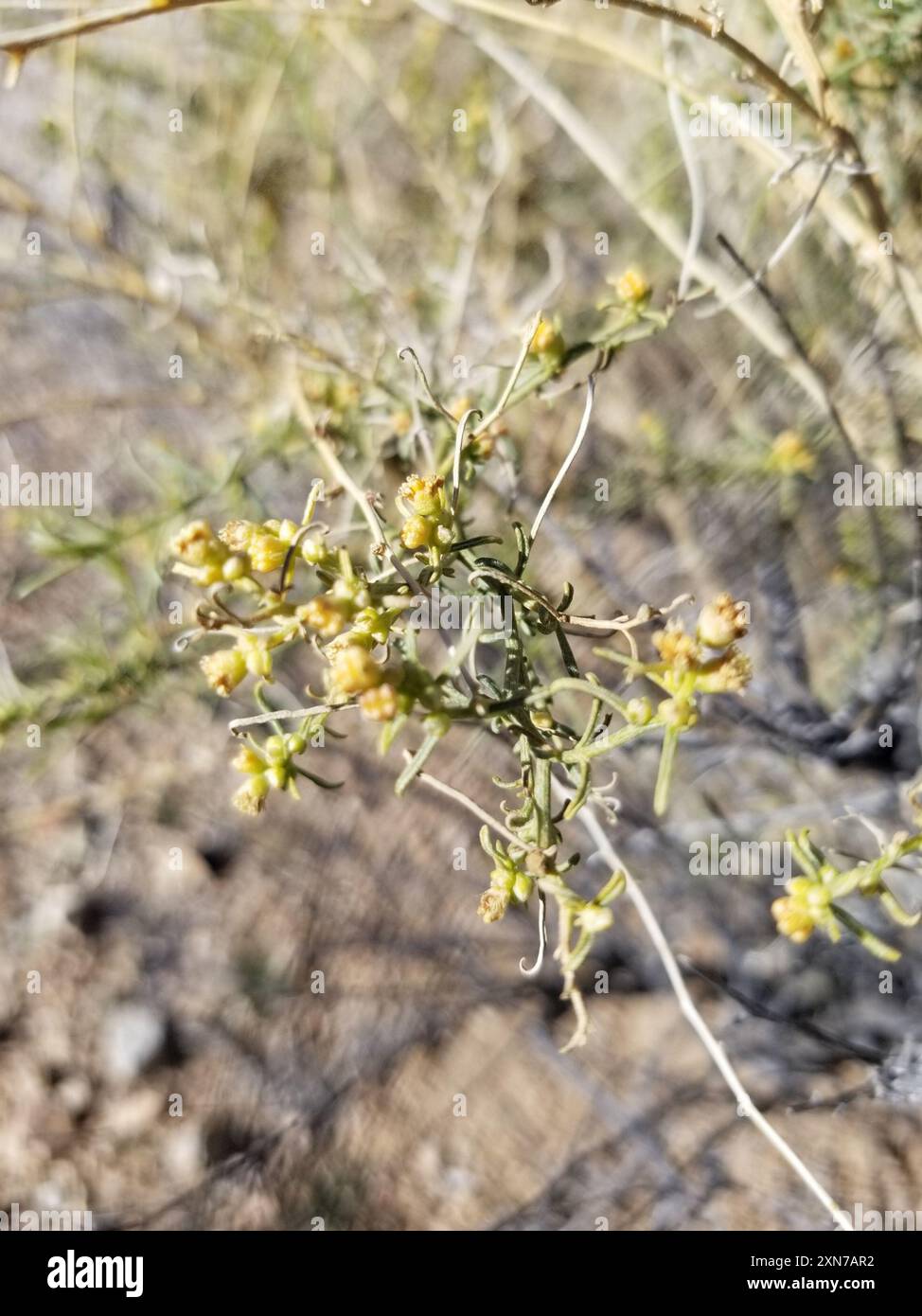 Cheesebush (Ambrosia salsola) Plantae Stock Photo - Alamy
