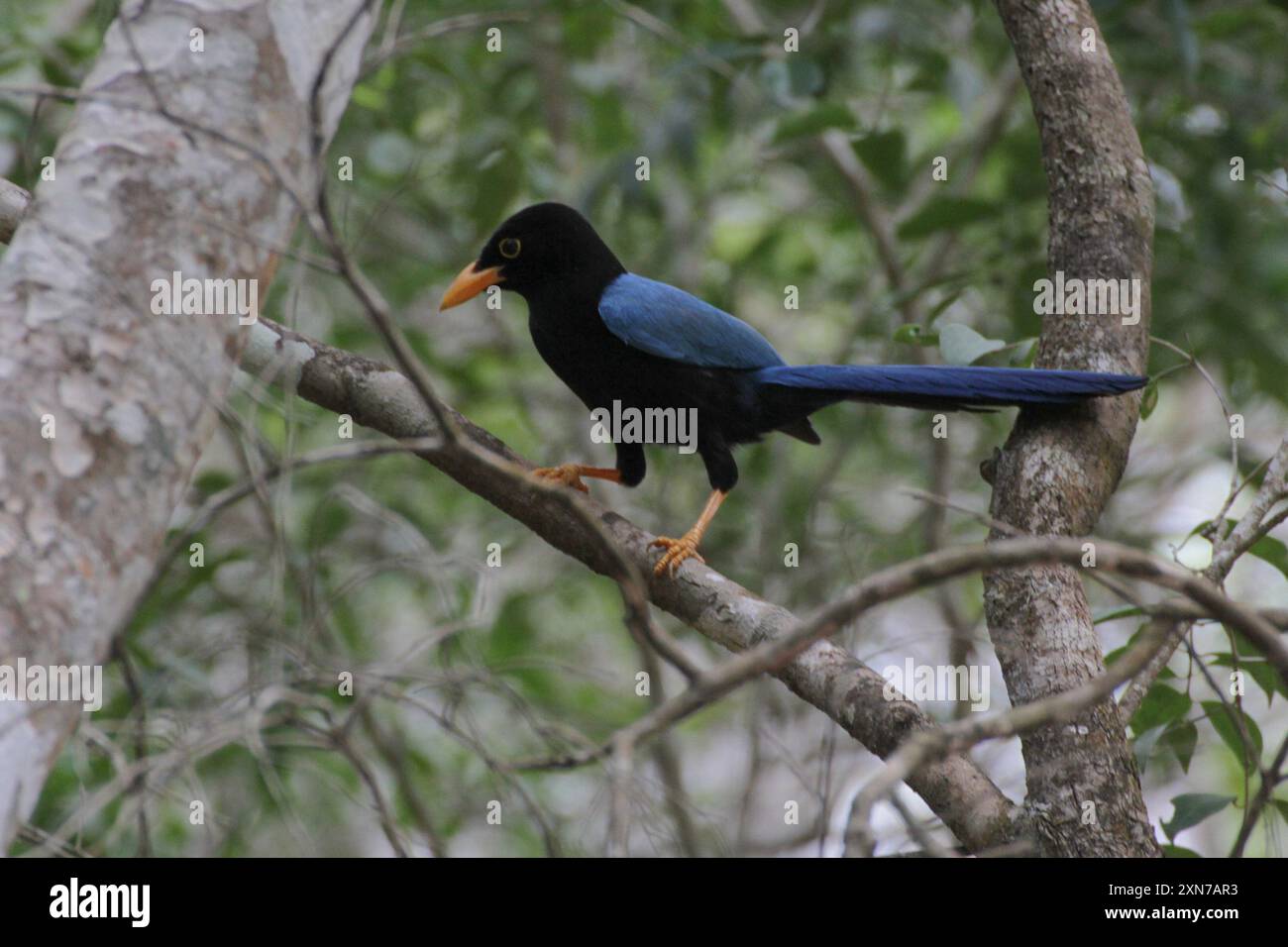 Yucatan Jay (Cyanocorax yucatanicus) Aves Stock Photo - Alamy