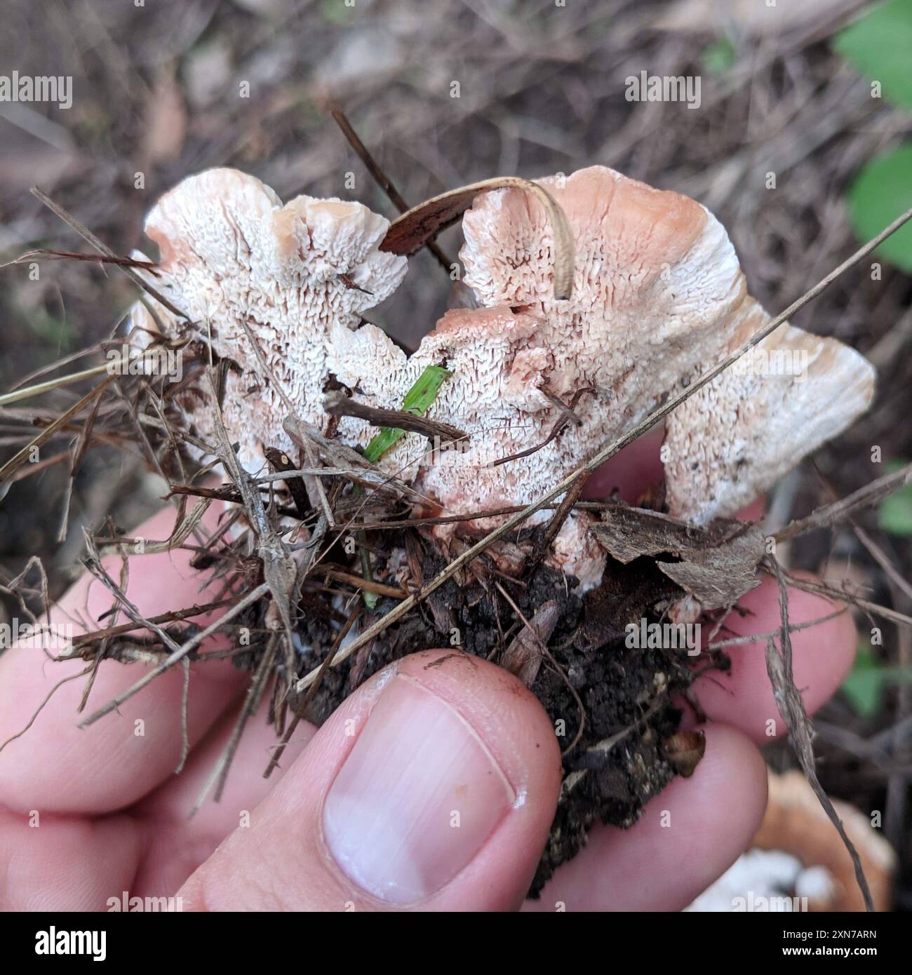 Blushing Rosette (Abortiporus biennis) Fungi Stock Photo - Alamy