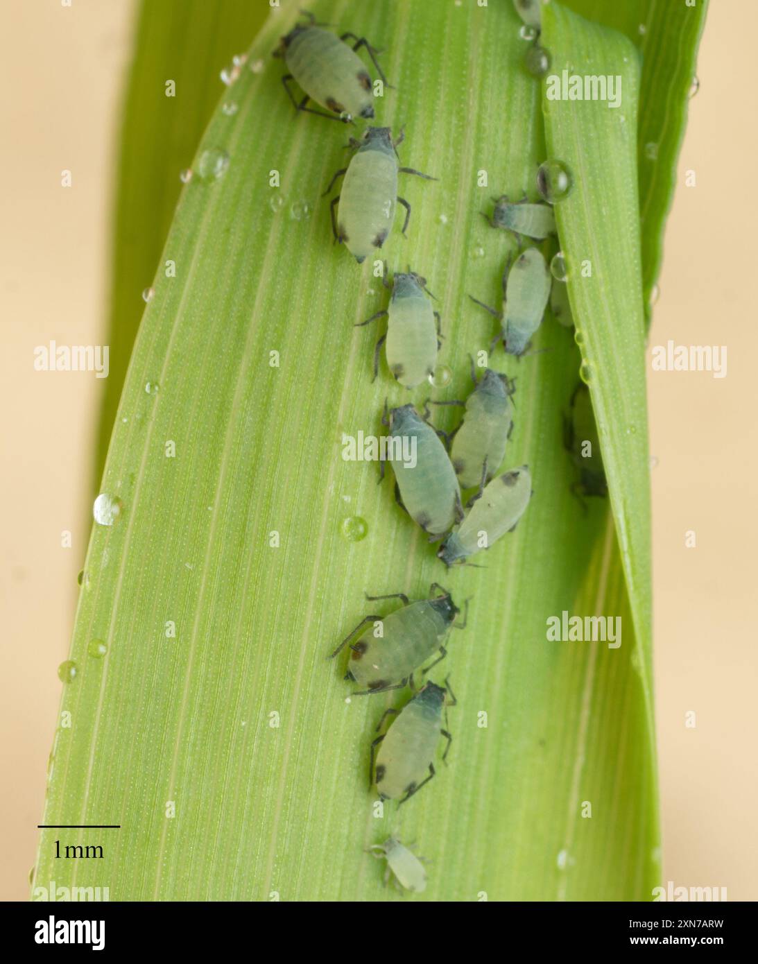 Corn Leaf Aphid (Rhopalosiphum maidis) Insecta Stock Photo - Alamy