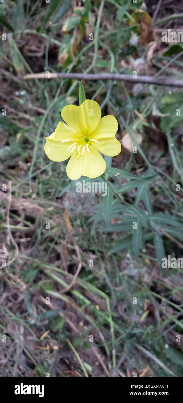 tall evening primrose (Oenothera elata) Plantae Stock Photo - Alamy