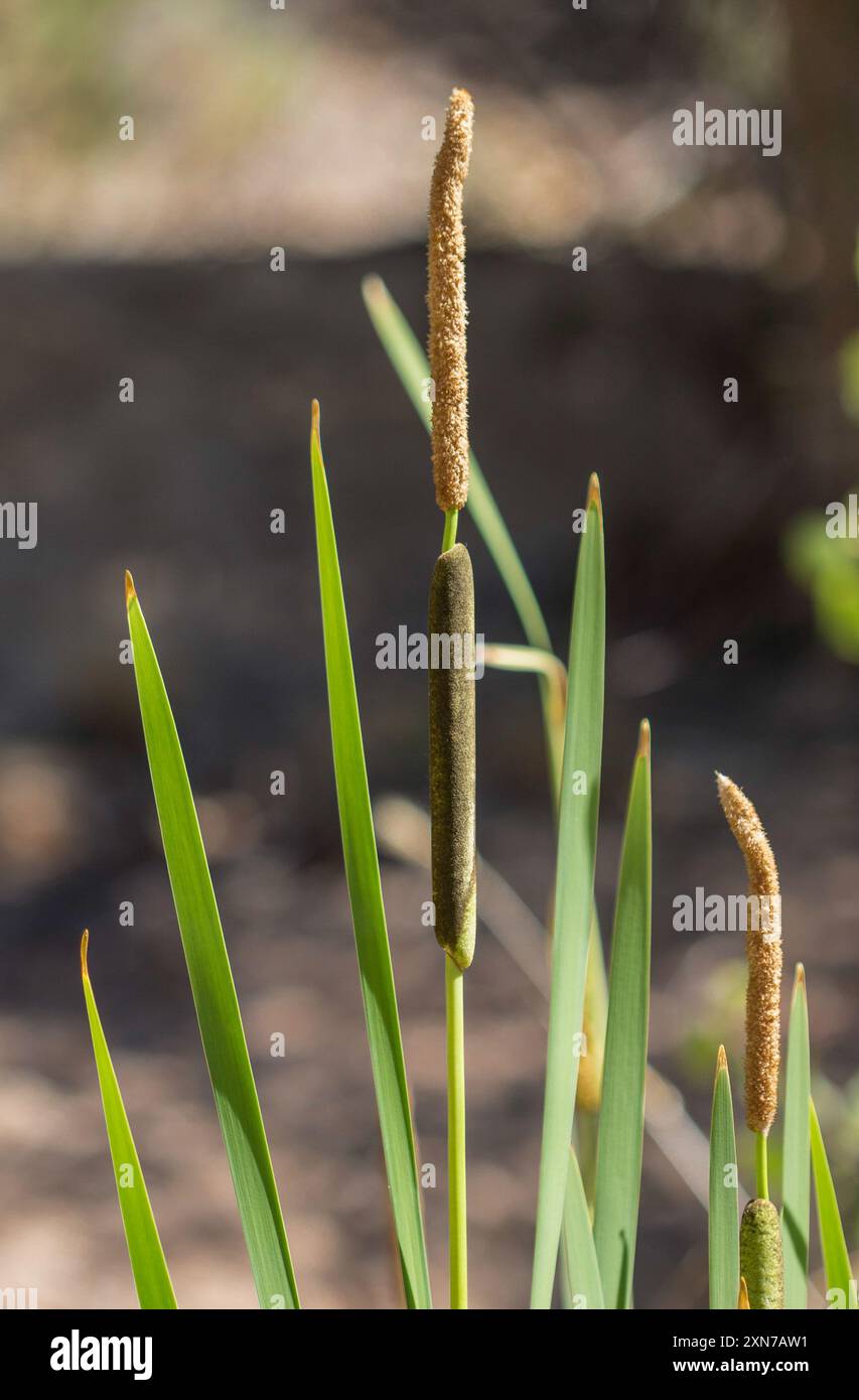 Cattails (Typha) Plantae Stock Photo - Alamy