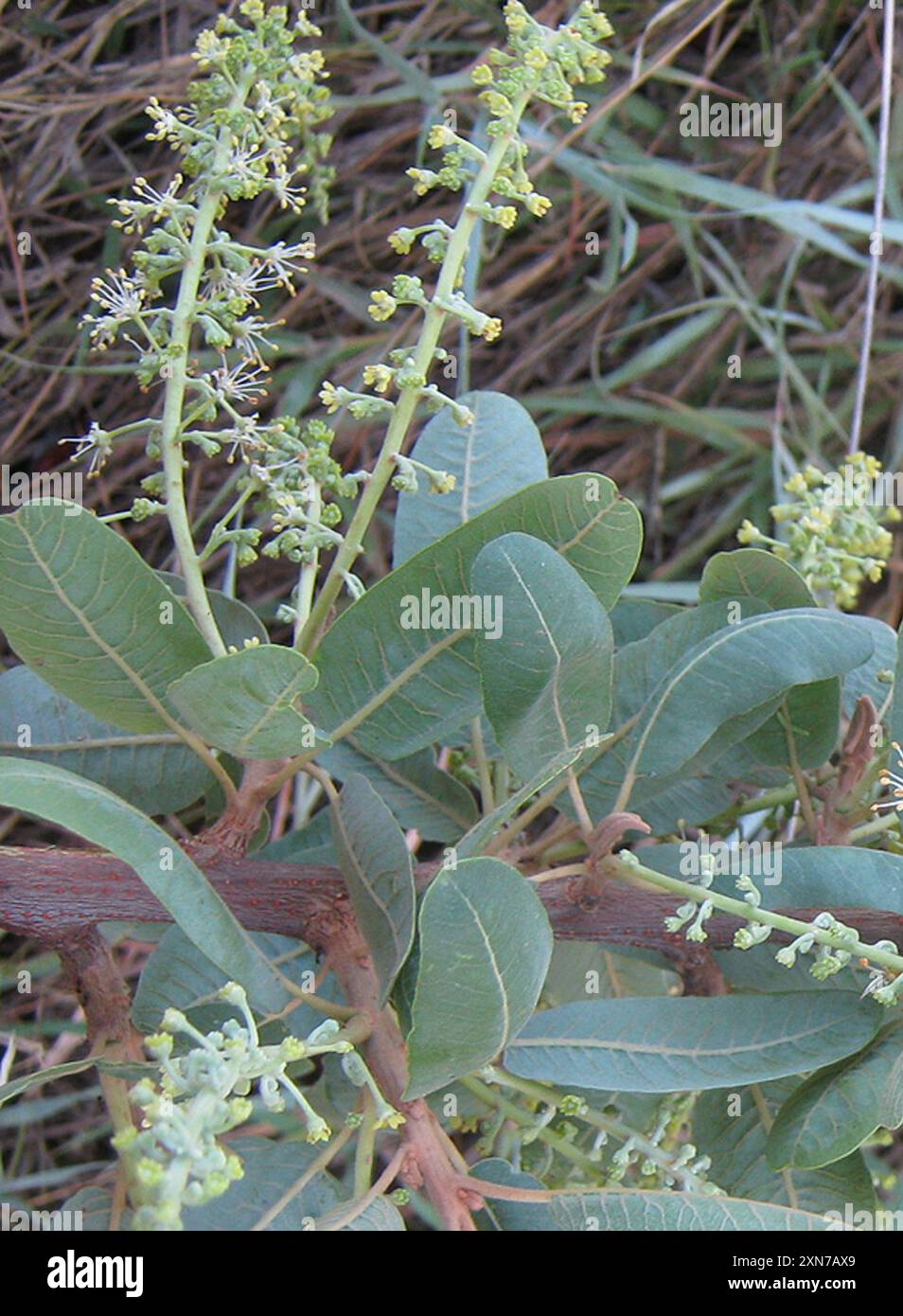 Pappea capensis hi-res stock photography and images - Alamy