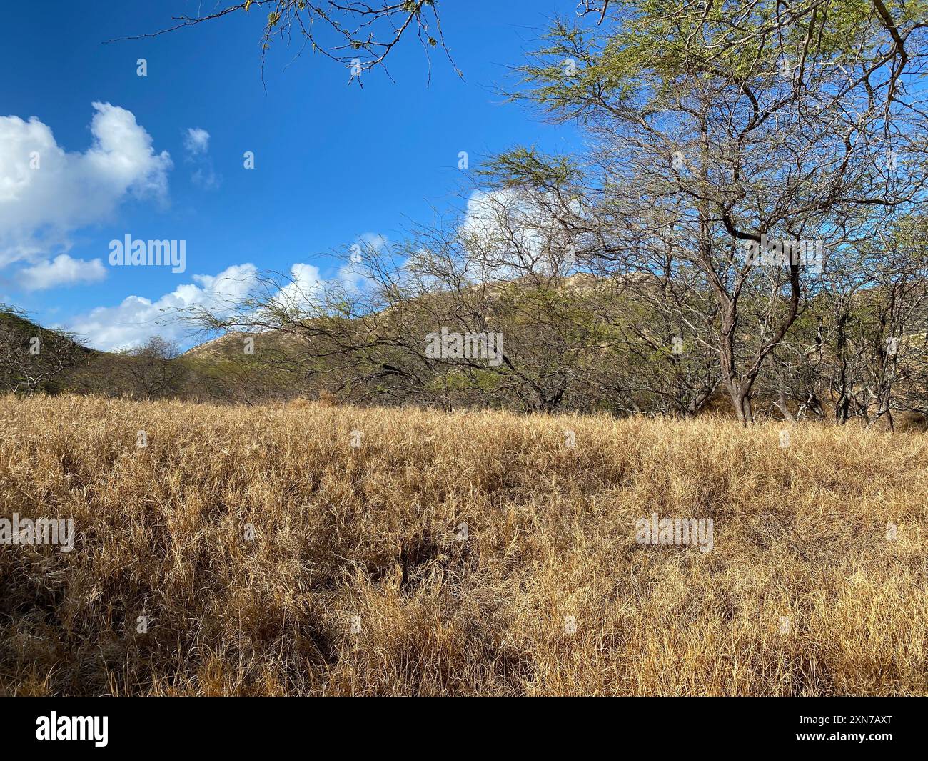 Photo of koa haole or leucaena and Prosopis pallida or kiawe, huarango ...