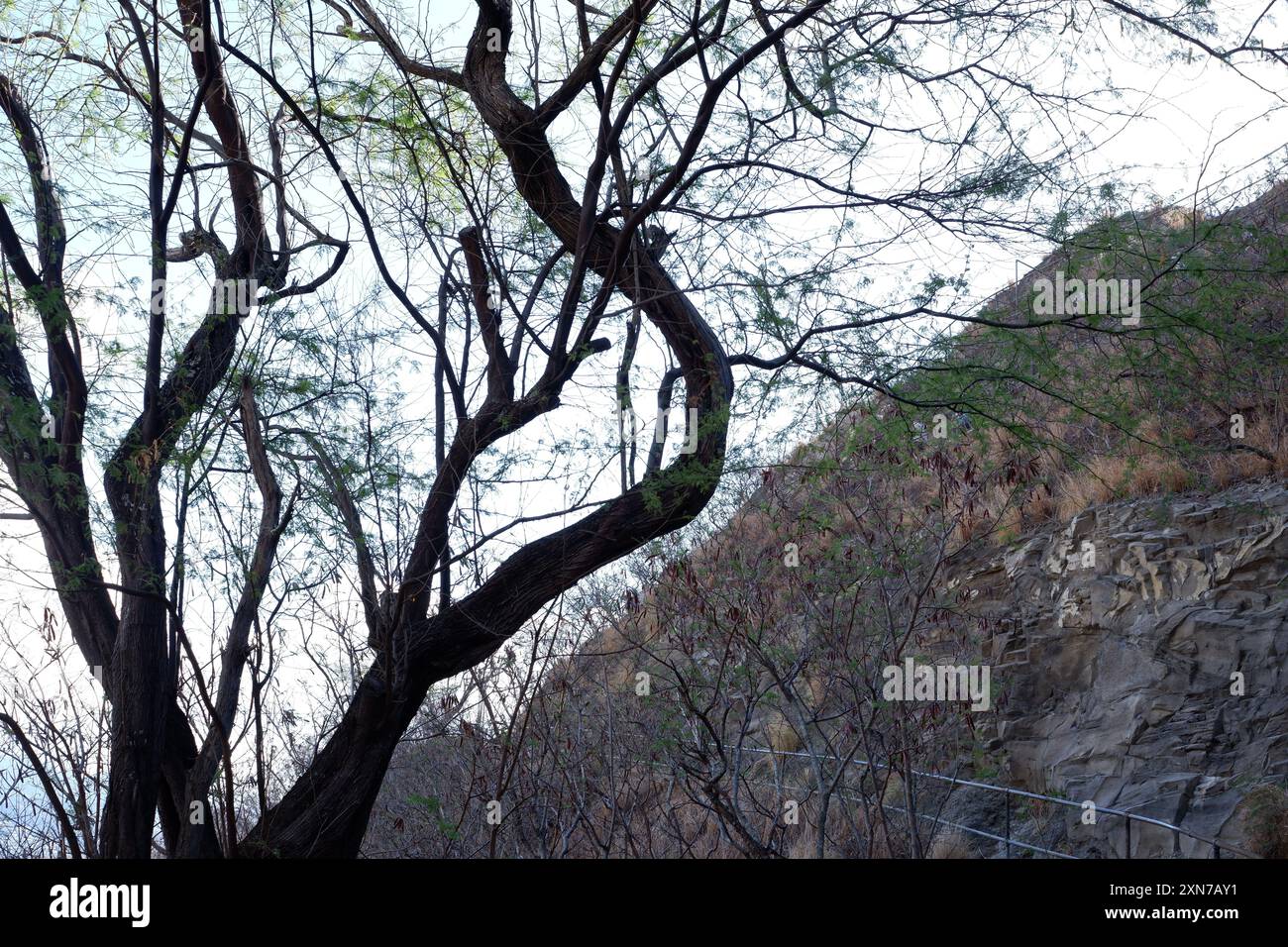 Photo of koa haole or leucaena and Prosopis pallida or kiawe, huarango ...
