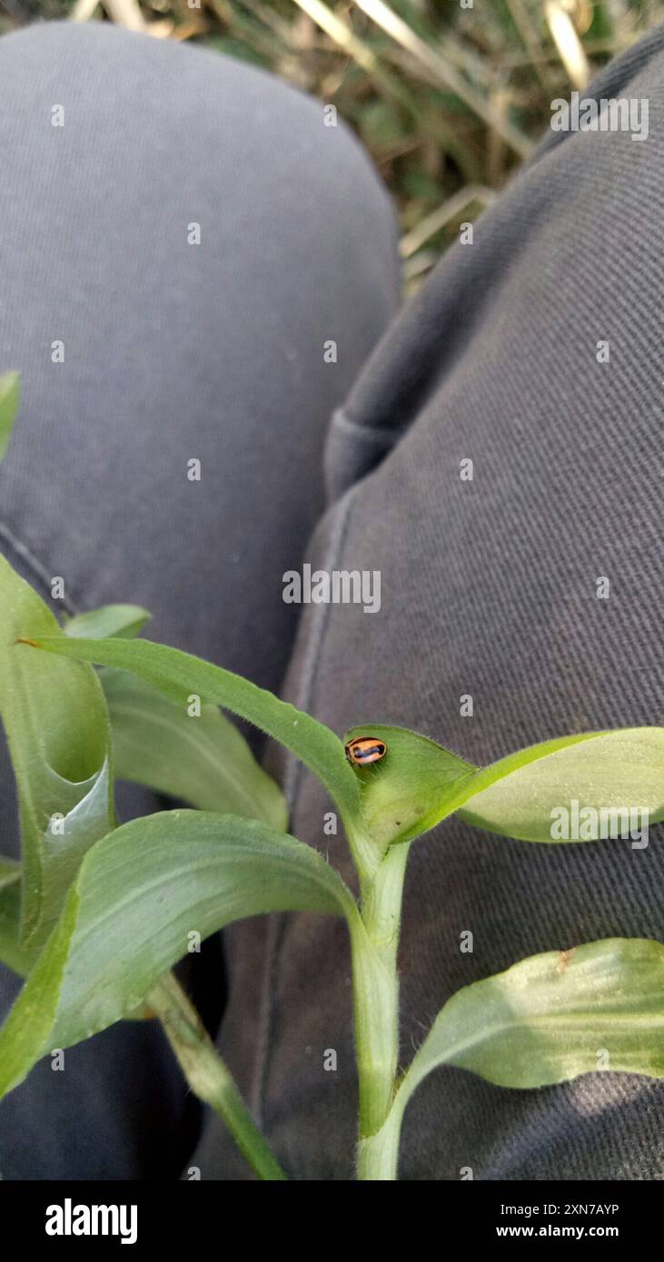 Micraspis hi-res stock photography and images - Alamy