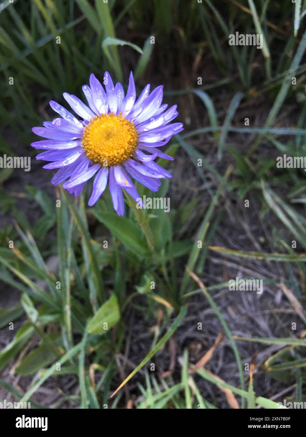 Subalpine Fleabane (Erigeron glacialis glacialis) Plantae Stock Photo ...