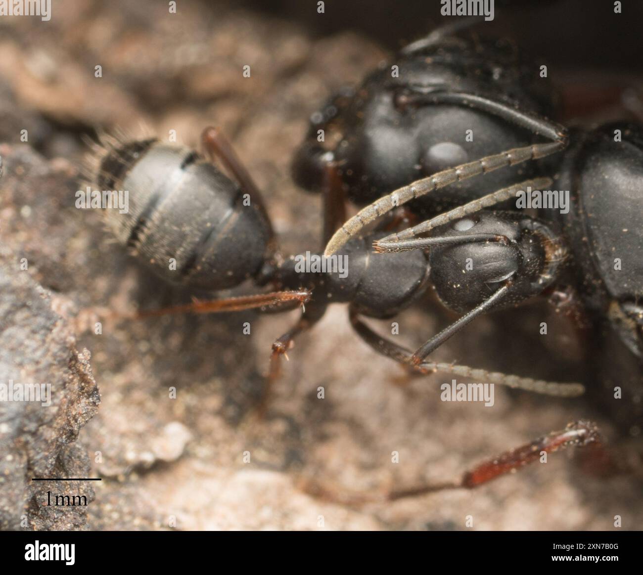 Western Black Carpenter Ant (Camponotus modoc) Insecta Stock Photo - Alamy