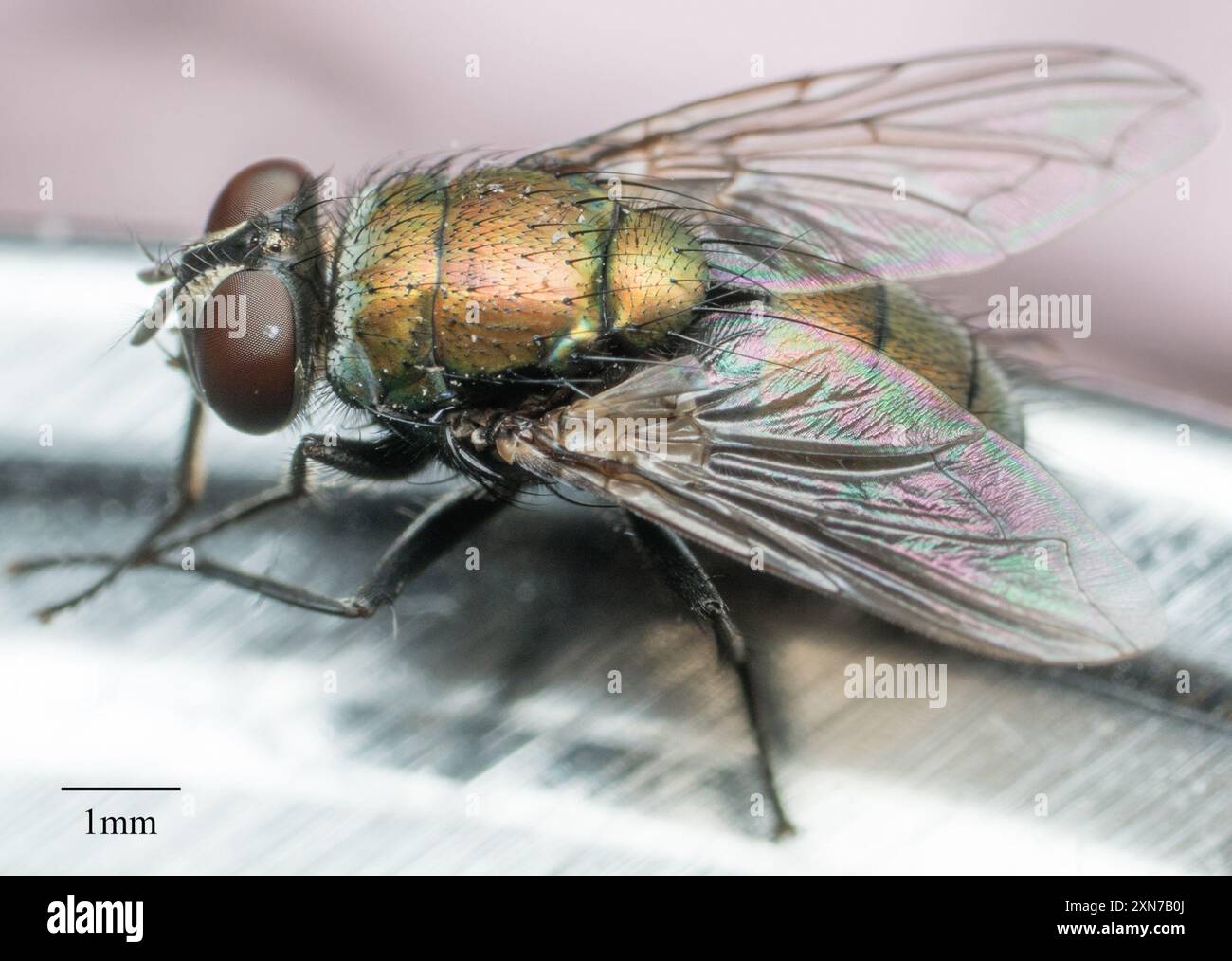 Lucilia cuprina hi-res stock photography and images - Alamy