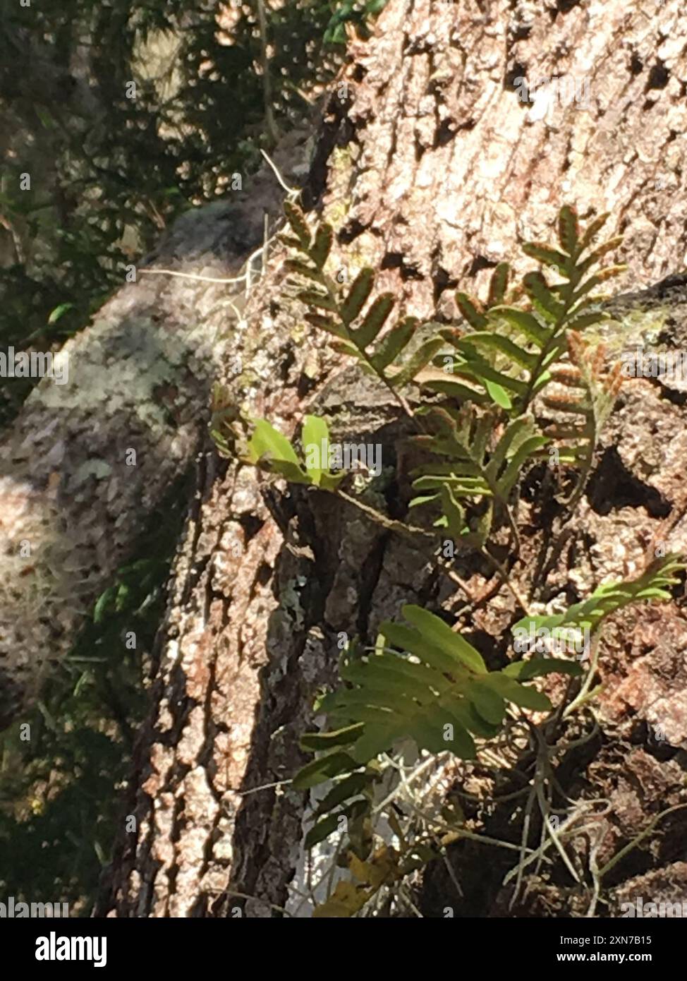 resurrection fern (Pleopeltis michauxiana) Plantae Stock Photo - Alamy