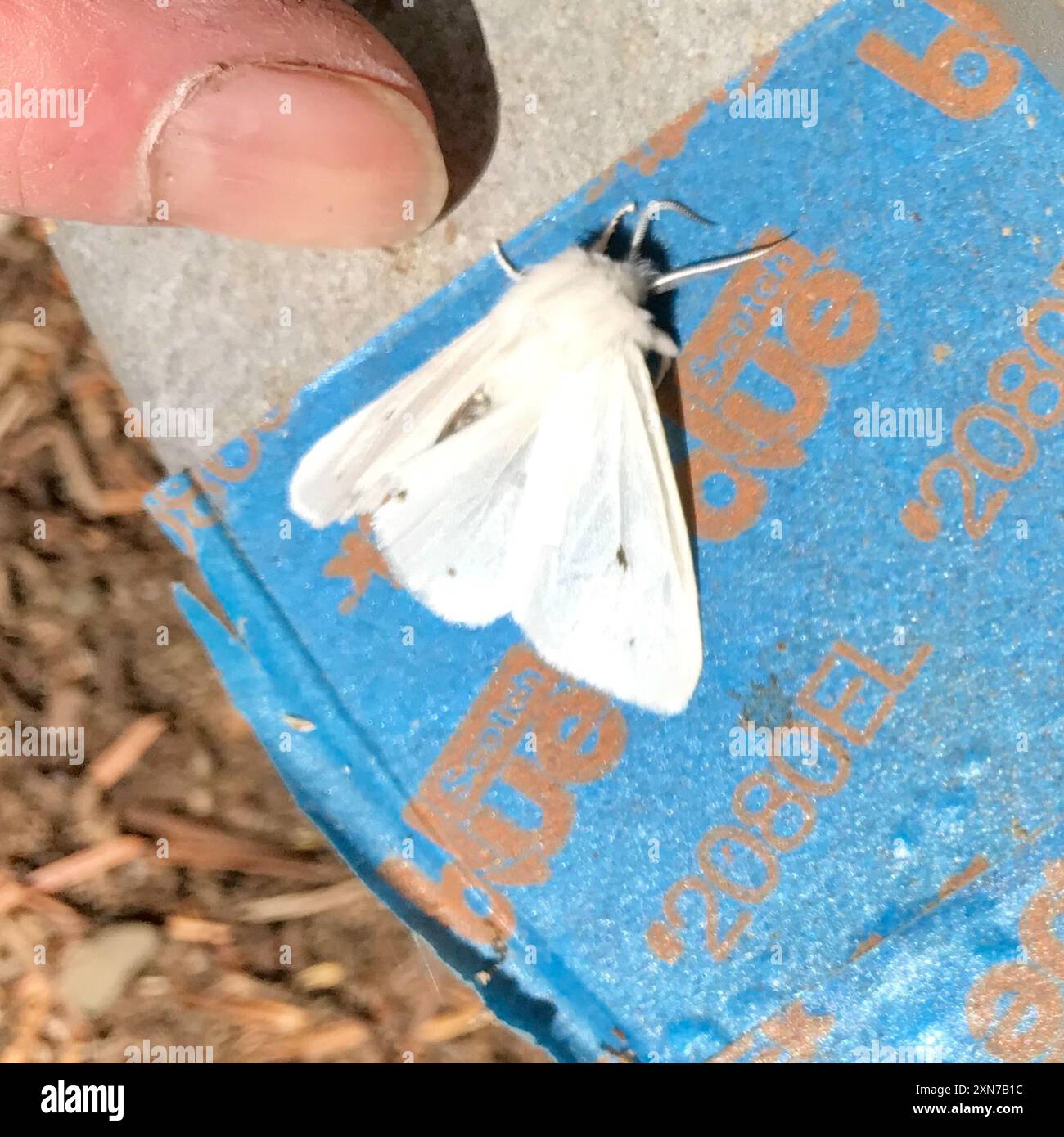 Virginian Tiger Moth (Spilosoma virginica) Insecta Stock Photo - Alamy
