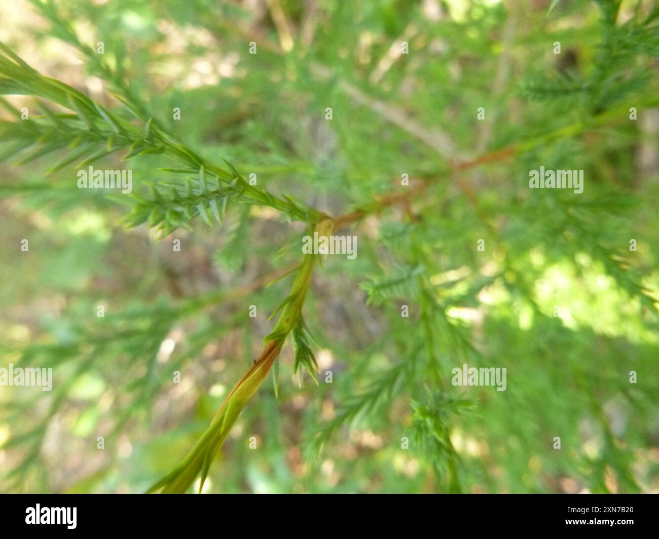 eastern redcedar (Juniperus virginiana) Plantae Stock Photo - Alamy