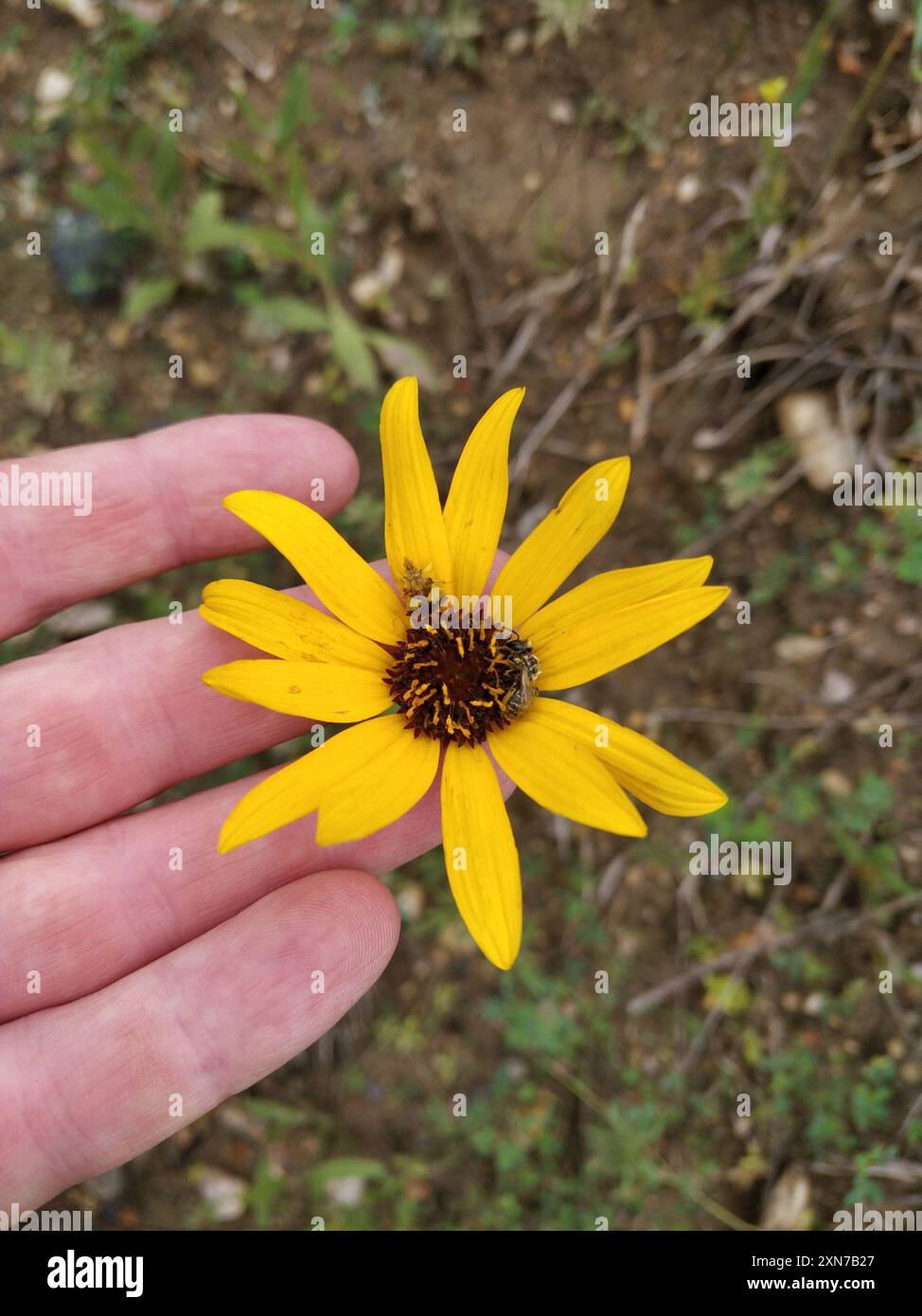 Stiff Sunflower (Helianthus pauciflorus) Plantae Stock Photo - Alamy