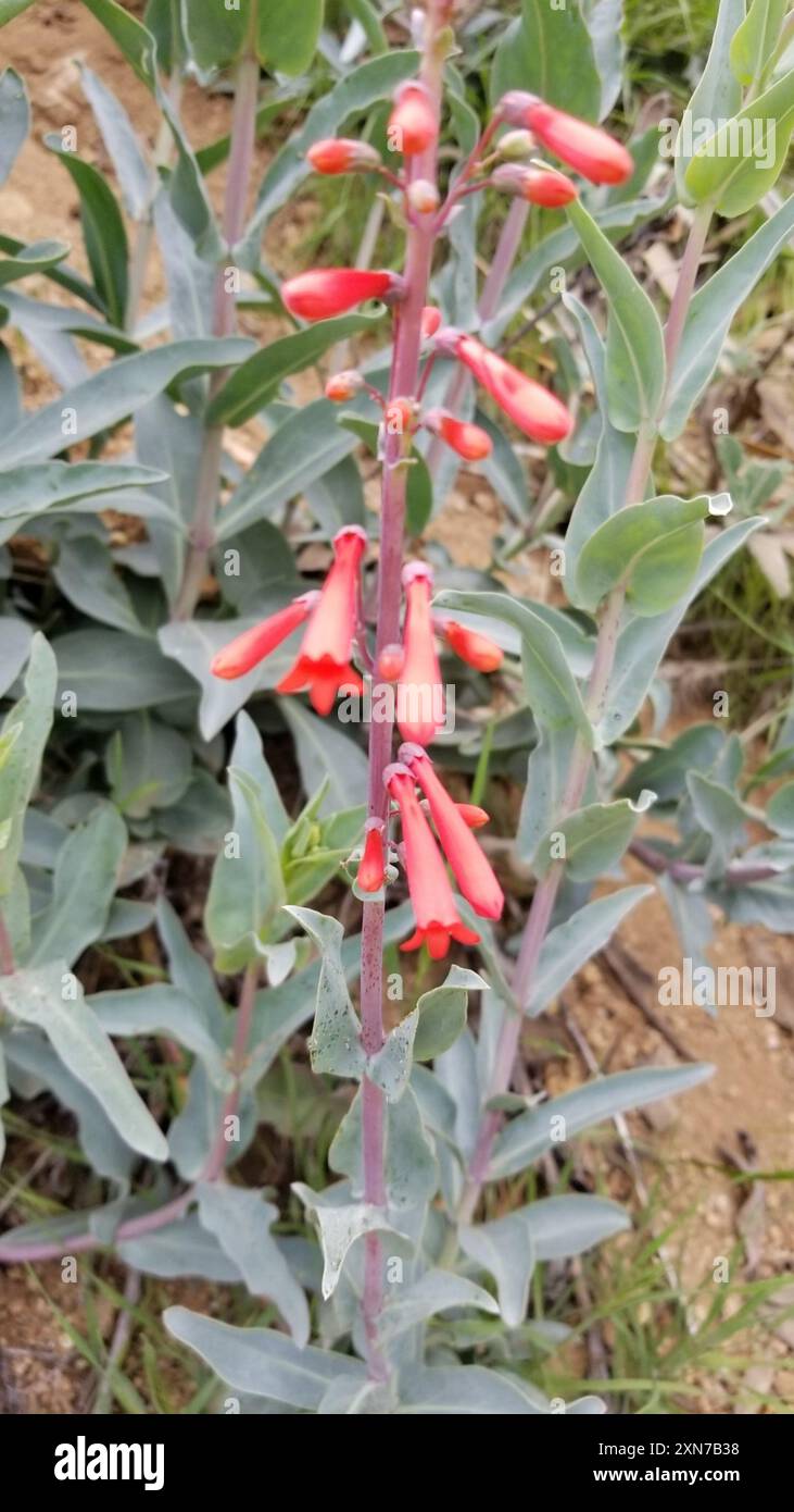 scarlet bugler (Penstemon centranthifolius) Plantae Stock Photo - Alamy
