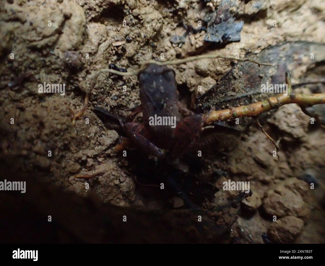 Stejneger's Robber Frog (Craugastor stejnegerianus) Amphibia Stock ...