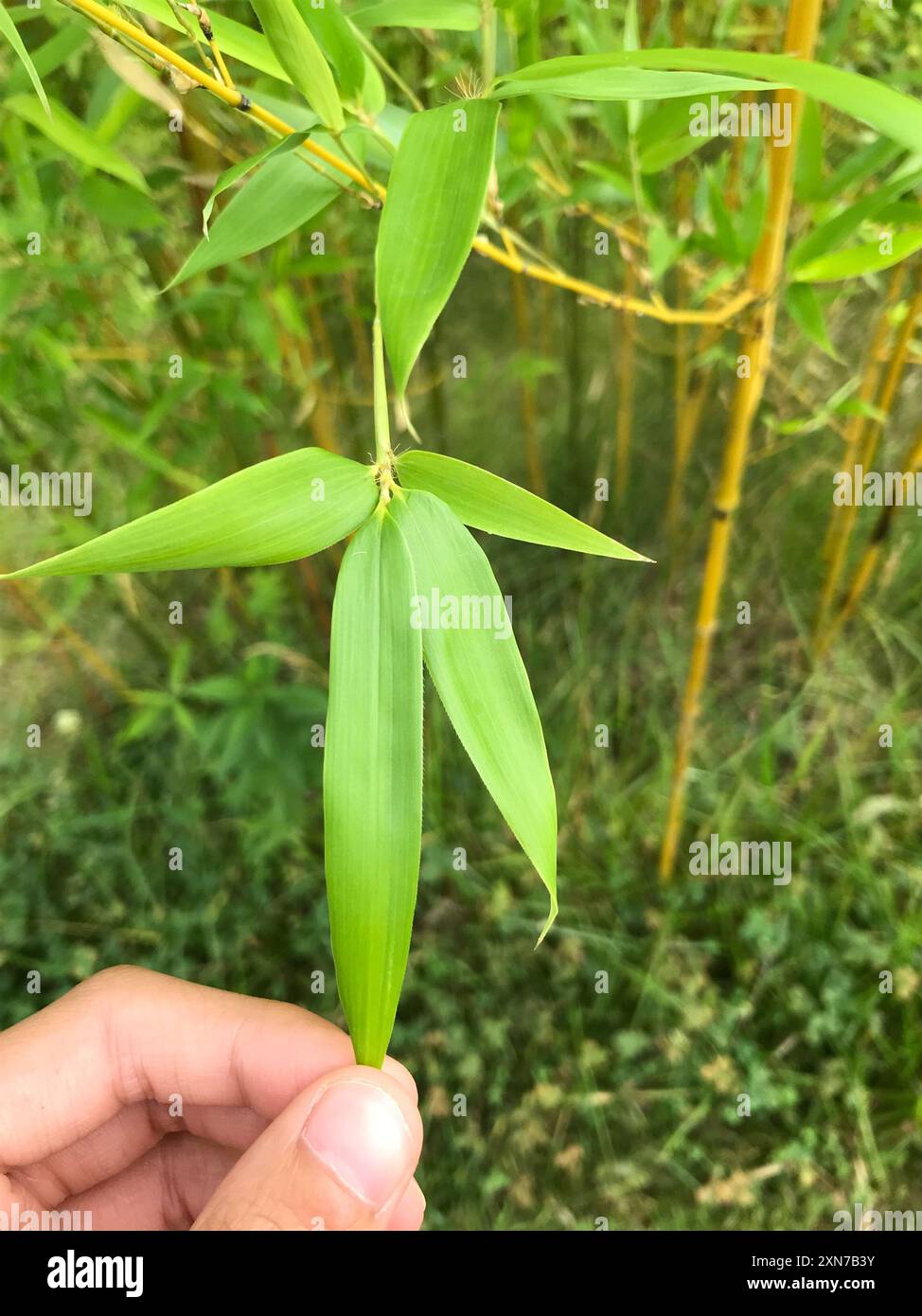 fishpole bamboo (Phyllostachys aurea) Plantae Stock Photo - Alamy