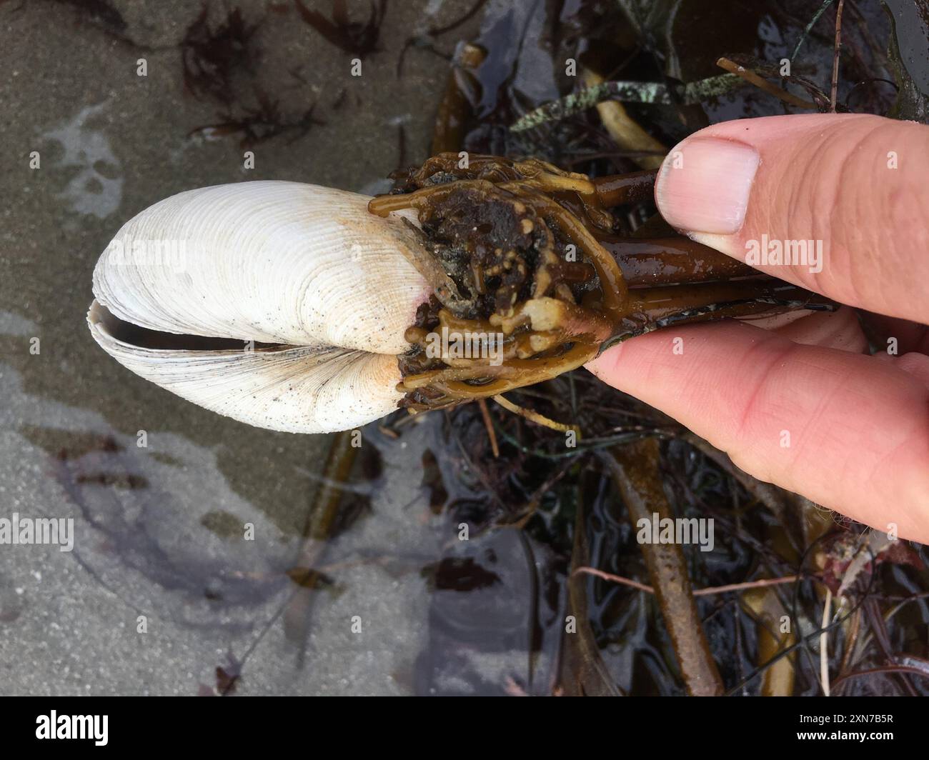 Boring Softshell Clam (Platyodon cancellatus) Mollusca Stock Photo - Alamy