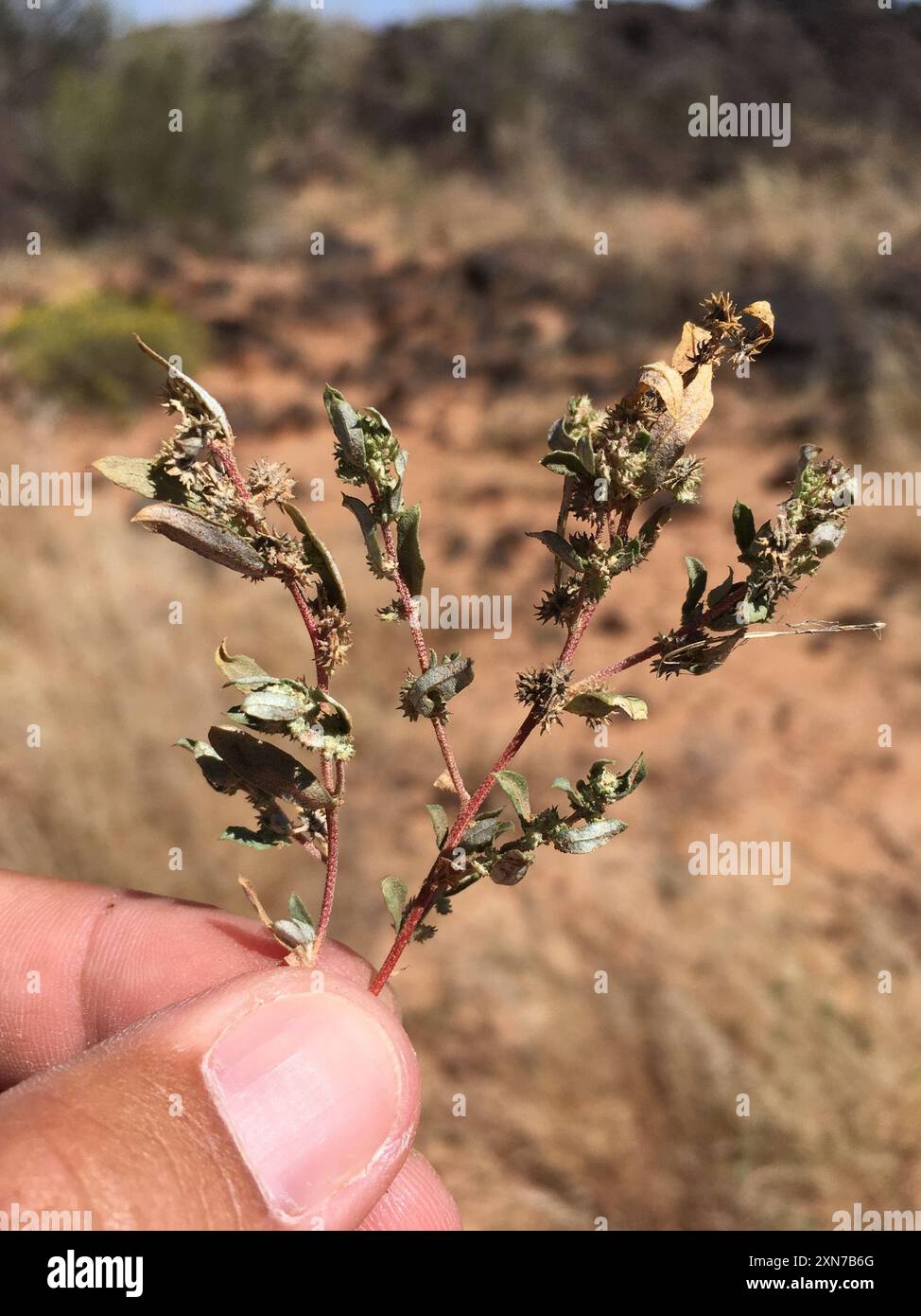 Wheelscale Saltbush (Atriplex elegans) Plantae Stock Photo - Alamy