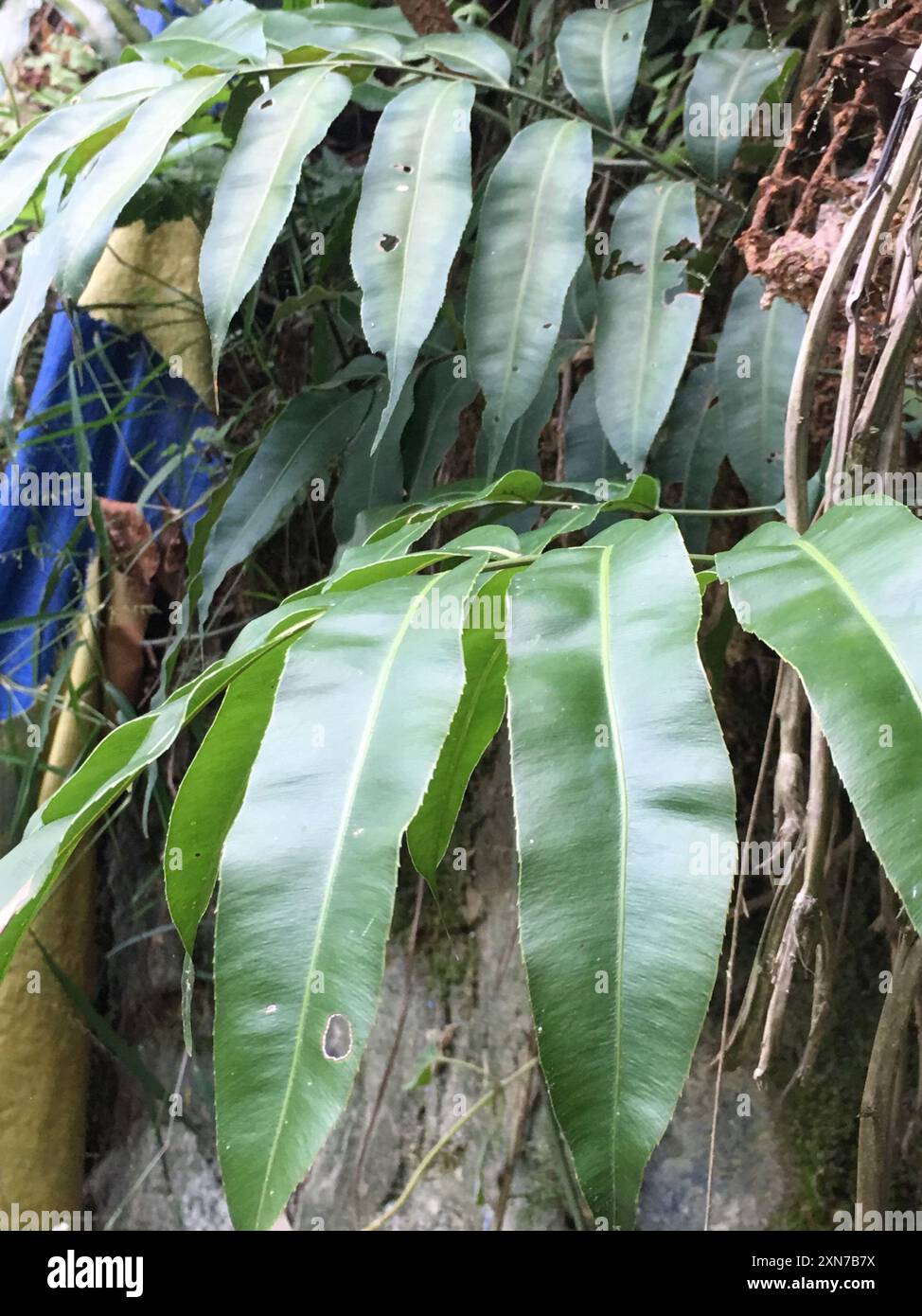 swamp vine fern (Stenochlaena palustris) Plantae Stock Photo - Alamy