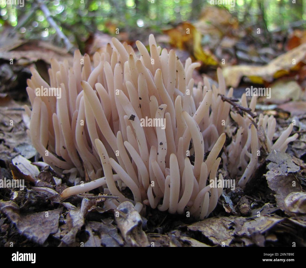 Smoky Spindles (Clavaria fumosa) Fungi Stock Photo - Alamy