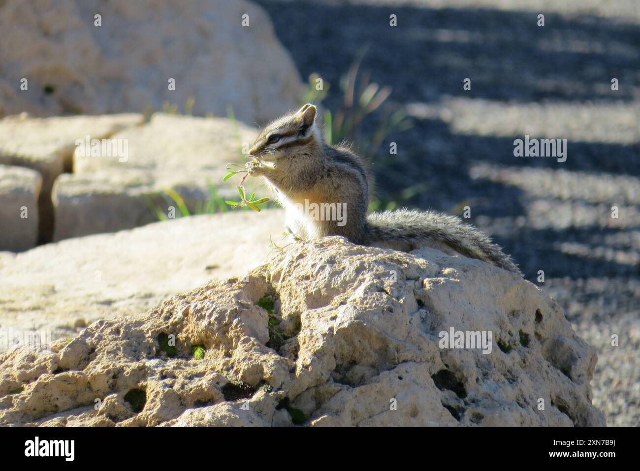 Western Chipmunks (Neotamias) Mammalia Stock Photo - Alamy