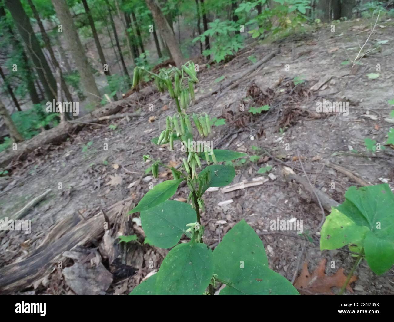 tall rattlesnake root (Nabalus altissimus) Plantae Stock Photo - Alamy