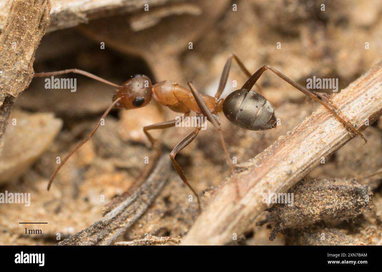 Wood, Mound, and Field Ants (Formica) Insecta Stock Photo - Alamy