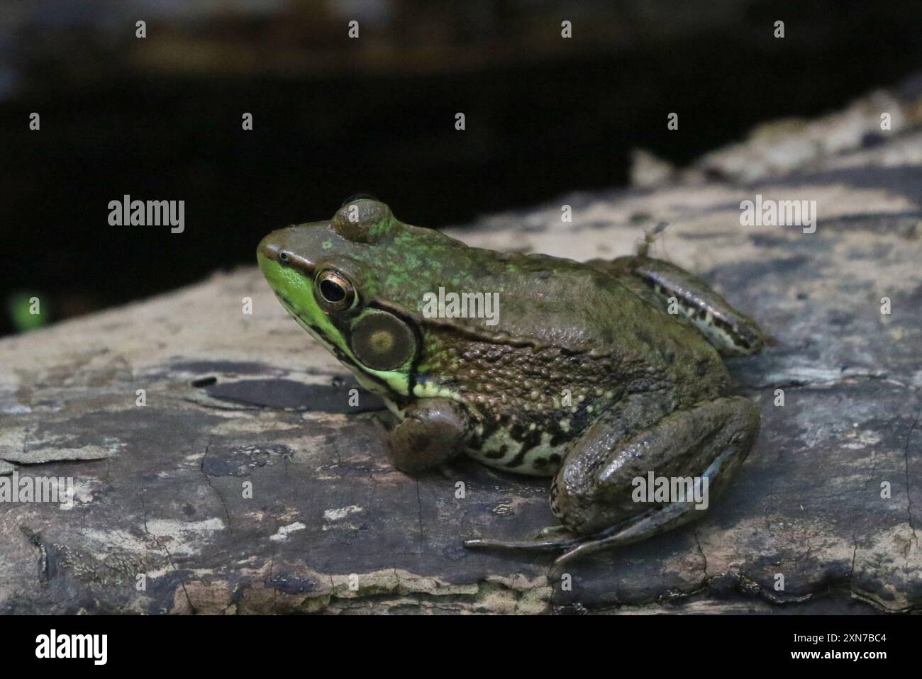 Green Frog (Lithobates clamitans) Amphibia Stock Photo - Alamy