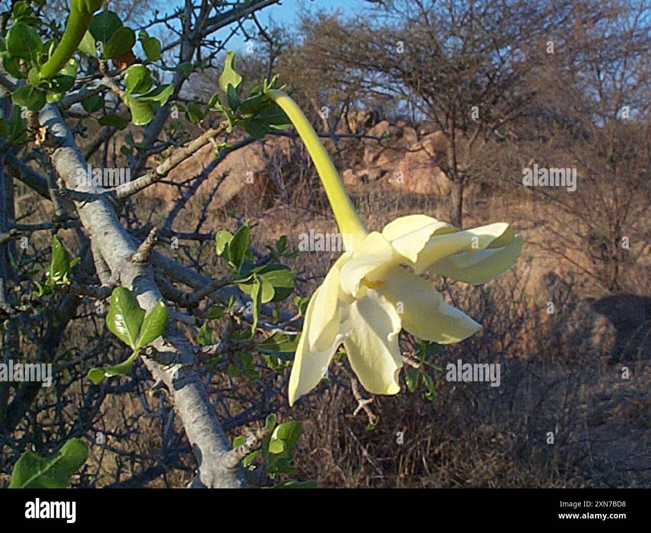 Bushveld Gardenia (Gardenia volkensii) Plantae Stock Photo - Alamy