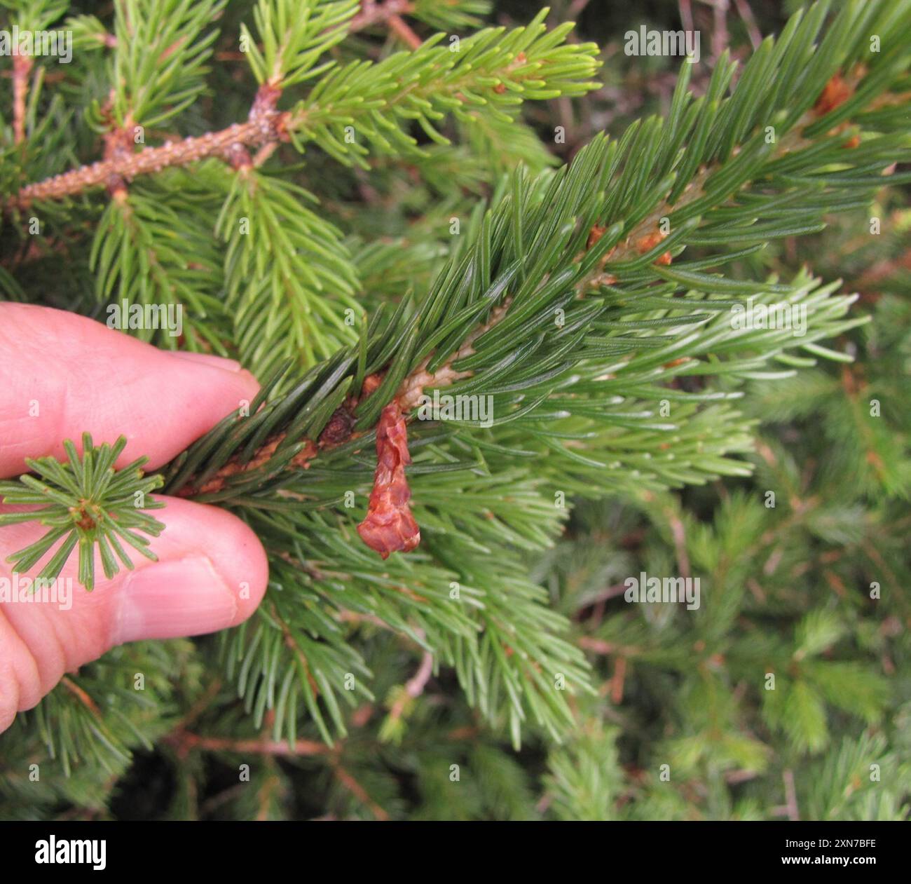 red spruce (Picea rubens) Plantae Stock Photo - Alamy