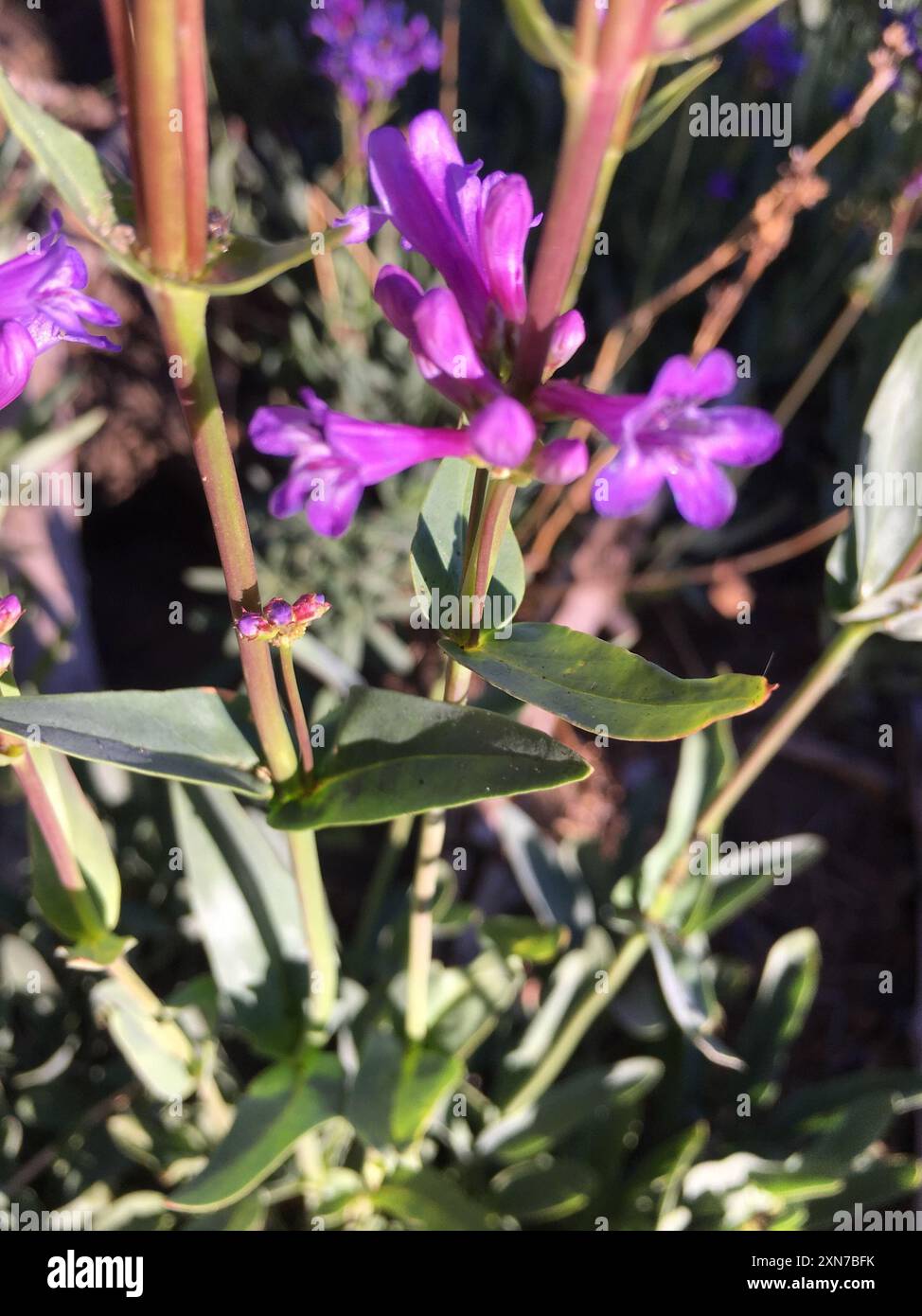 Glaucous Beardtongue (Penstemon euglaucus) Plantae Stock Photo - Alamy