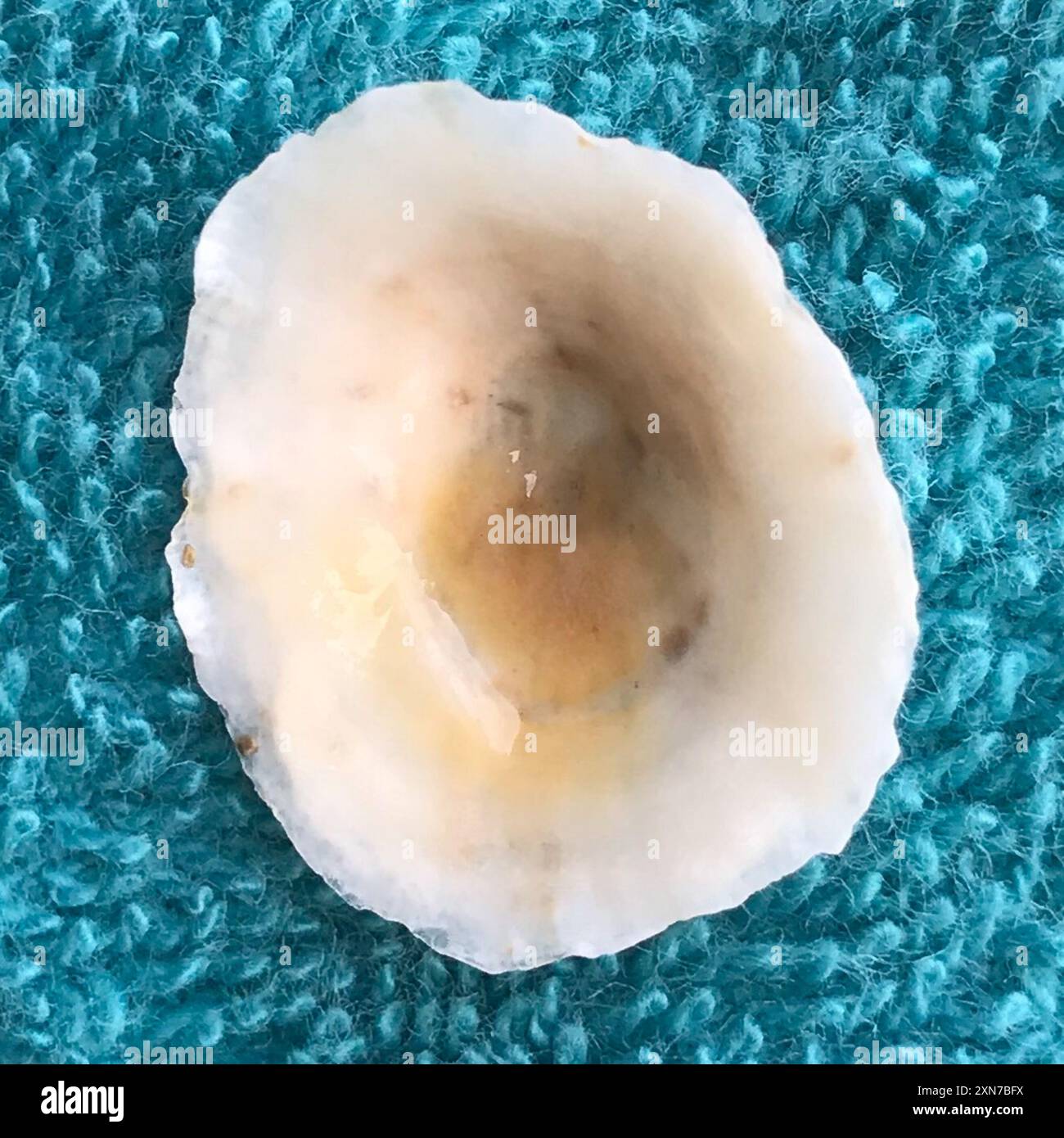 Mediterranean Limpet (Patella caerulea) Mollusca Stock Photo - Alamy