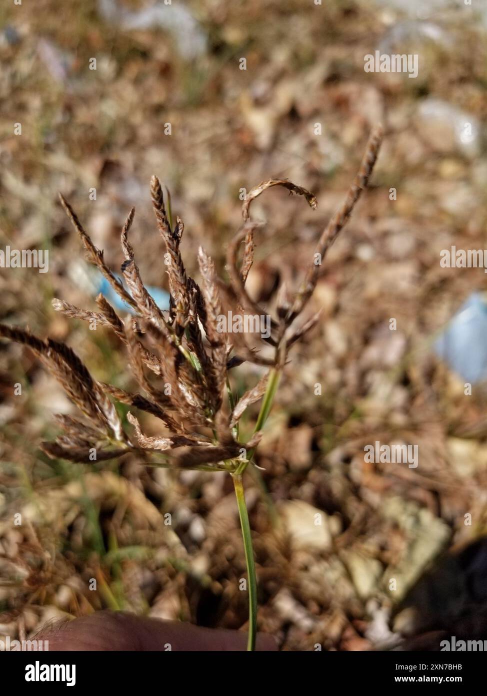 Purple nutsedge (Cyperus rotundus) Plantae Stock Photo - Alamy