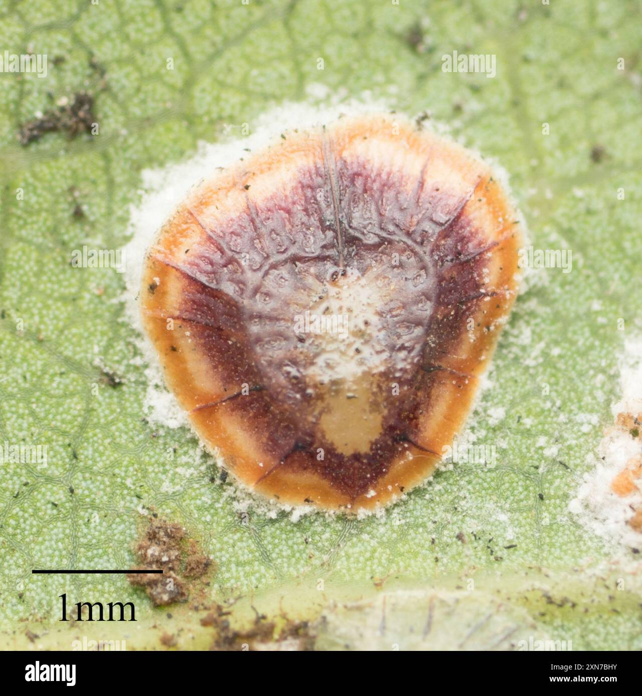 Pyriform Scale (Protopulvinaria pyriformis) Insecta Stock Photo - Alamy