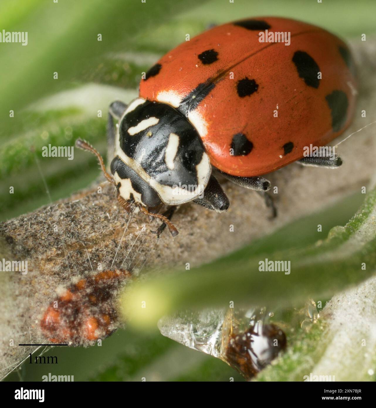 Convergent Lady Beetle (Hippodamia convergens) Insecta Stock Photo - Alamy