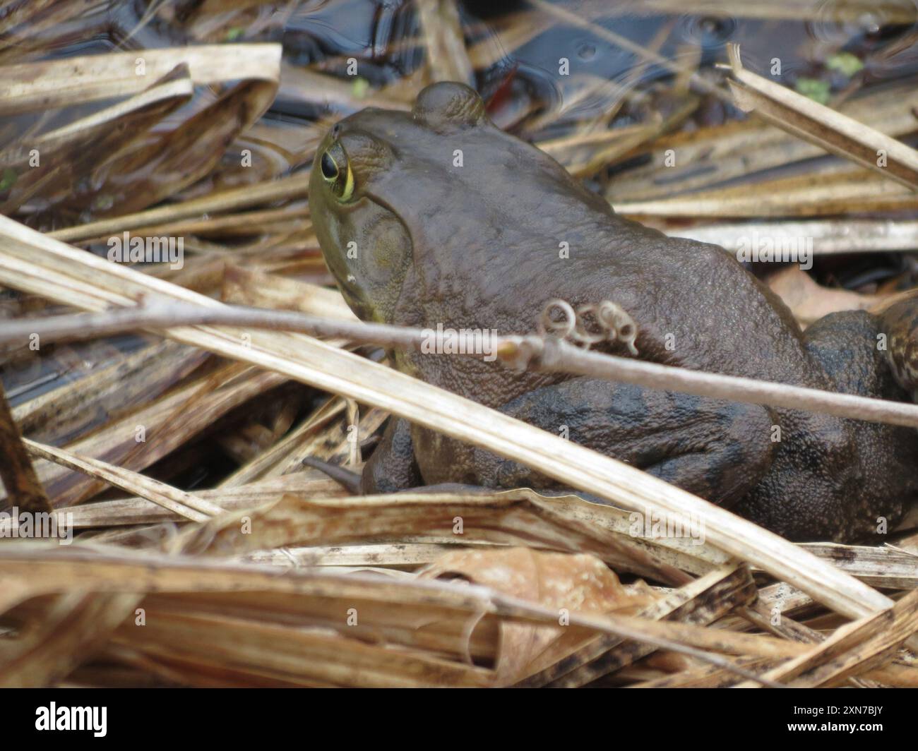 American Bullfrog (Lithobates catesbeianus) Amphibia Stock Photo - Alamy