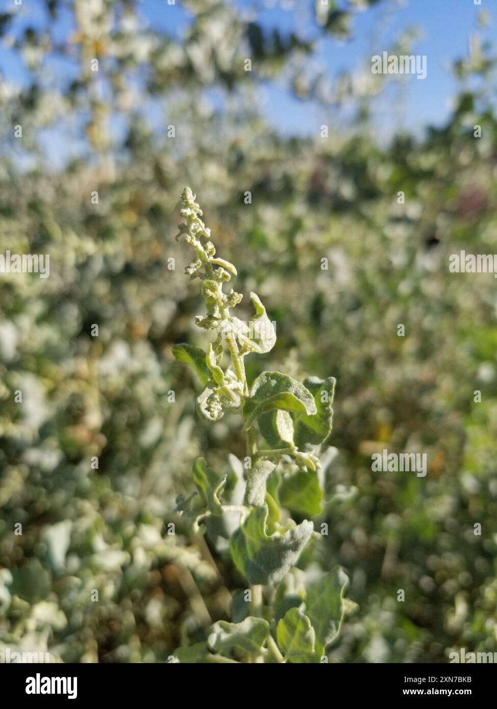 big saltbush (Atriplex lentiformis) Plantae Stock Photo - Alamy