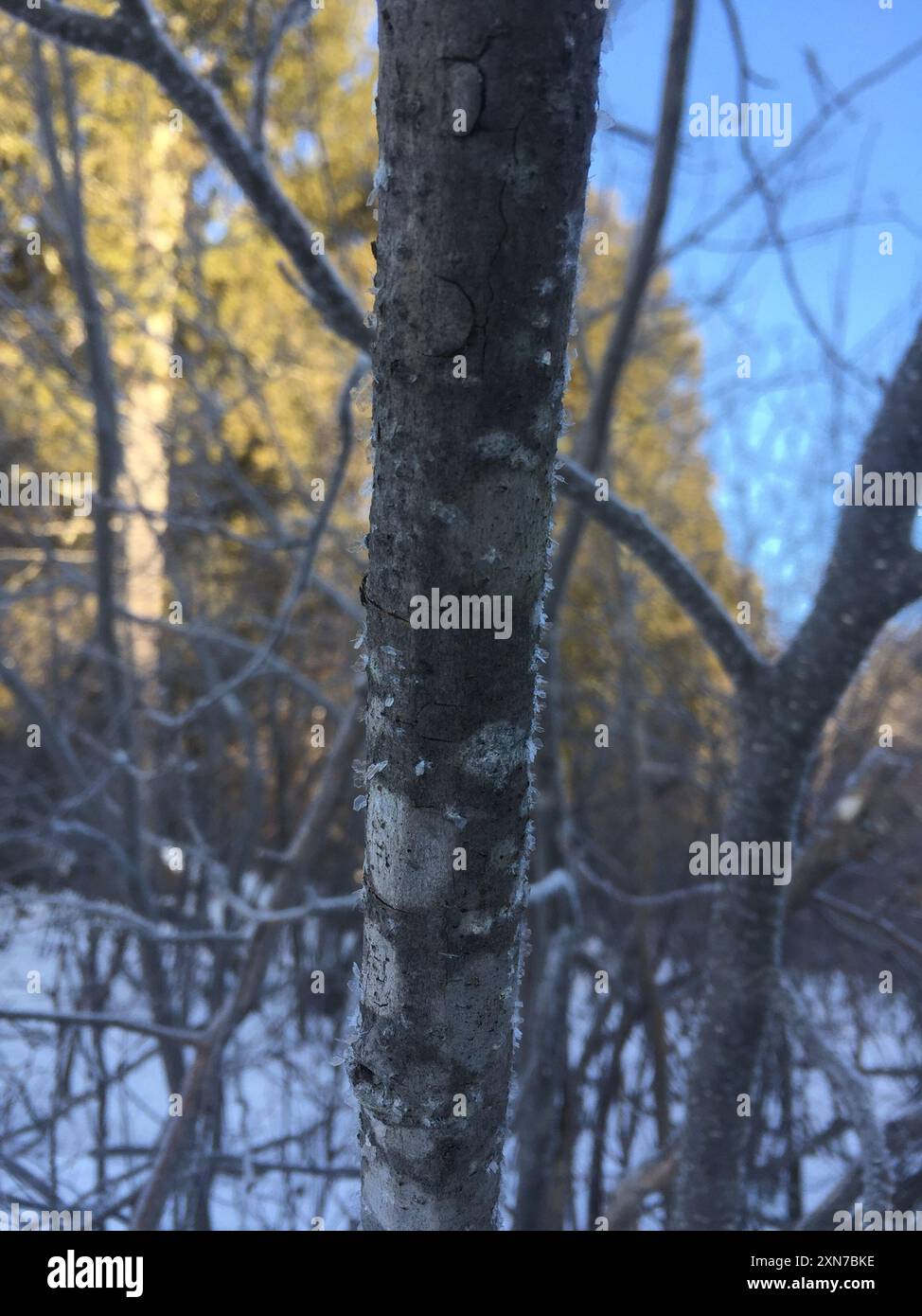 swamp alder (Alnus incana rugosa) Plantae Stock Photo - Alamy
